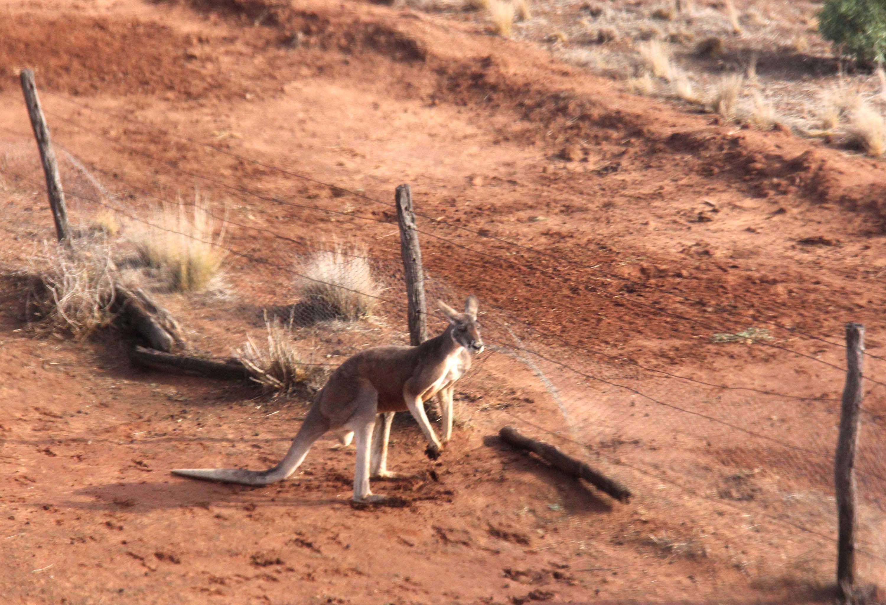 Kangaroos and pest animals to be fenced out of far south west New South ...