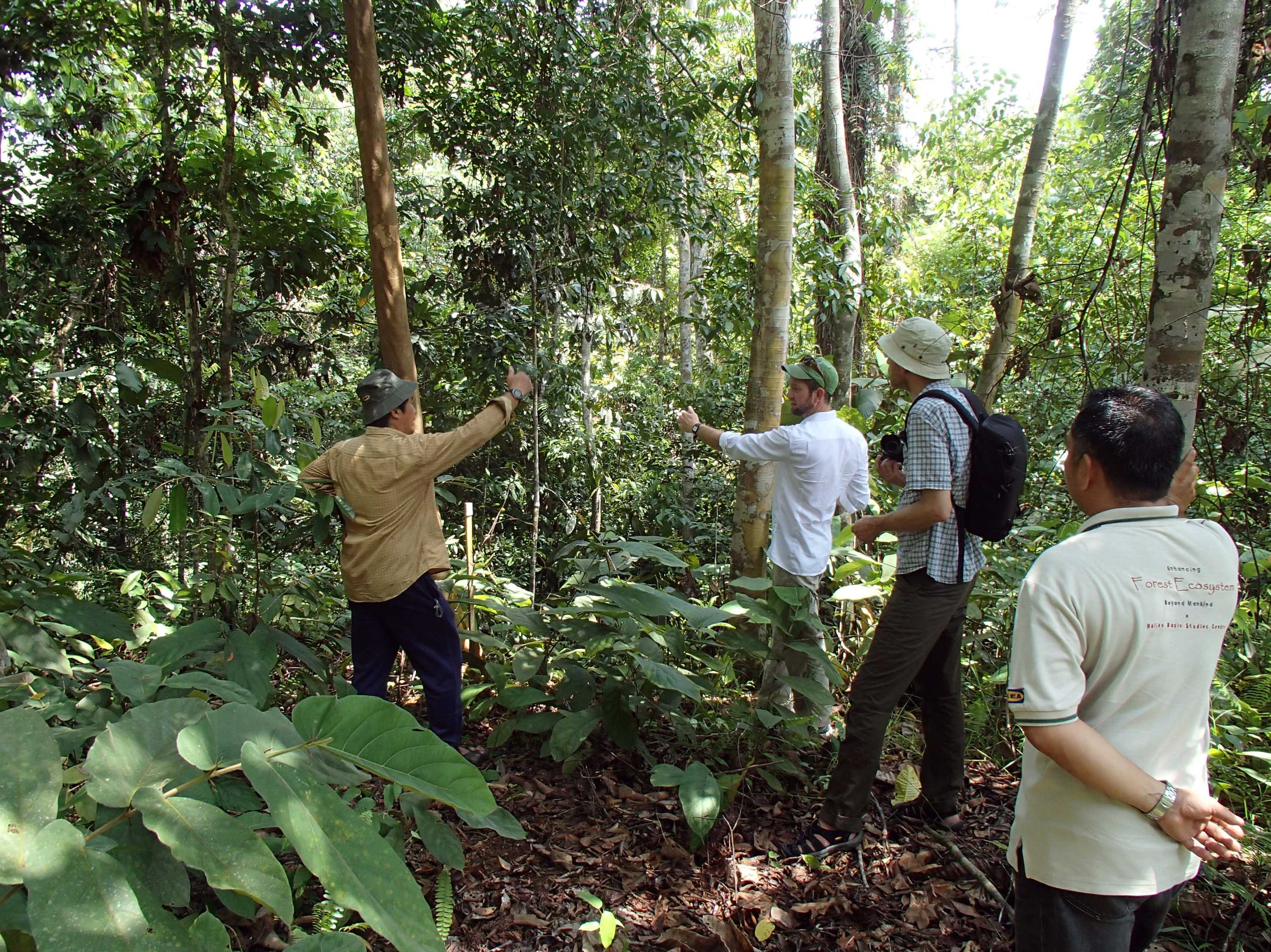 Borneo jungle becomes test lab for studying link between forest ...
