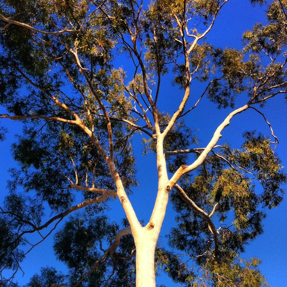 National Tree Day: A selection of some of Australia's favourite trees ...