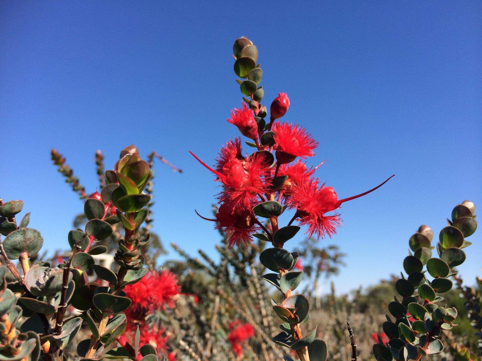 Fusing plant cells offers 'mind-blowing opportunities' for native plant ...