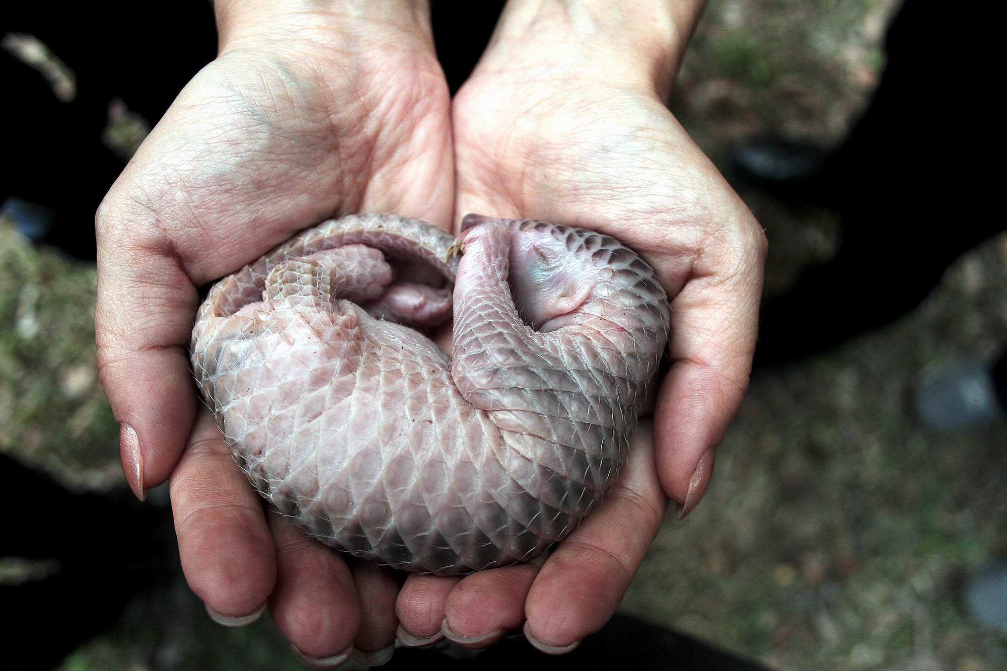 The Silent Forest - ABC listen