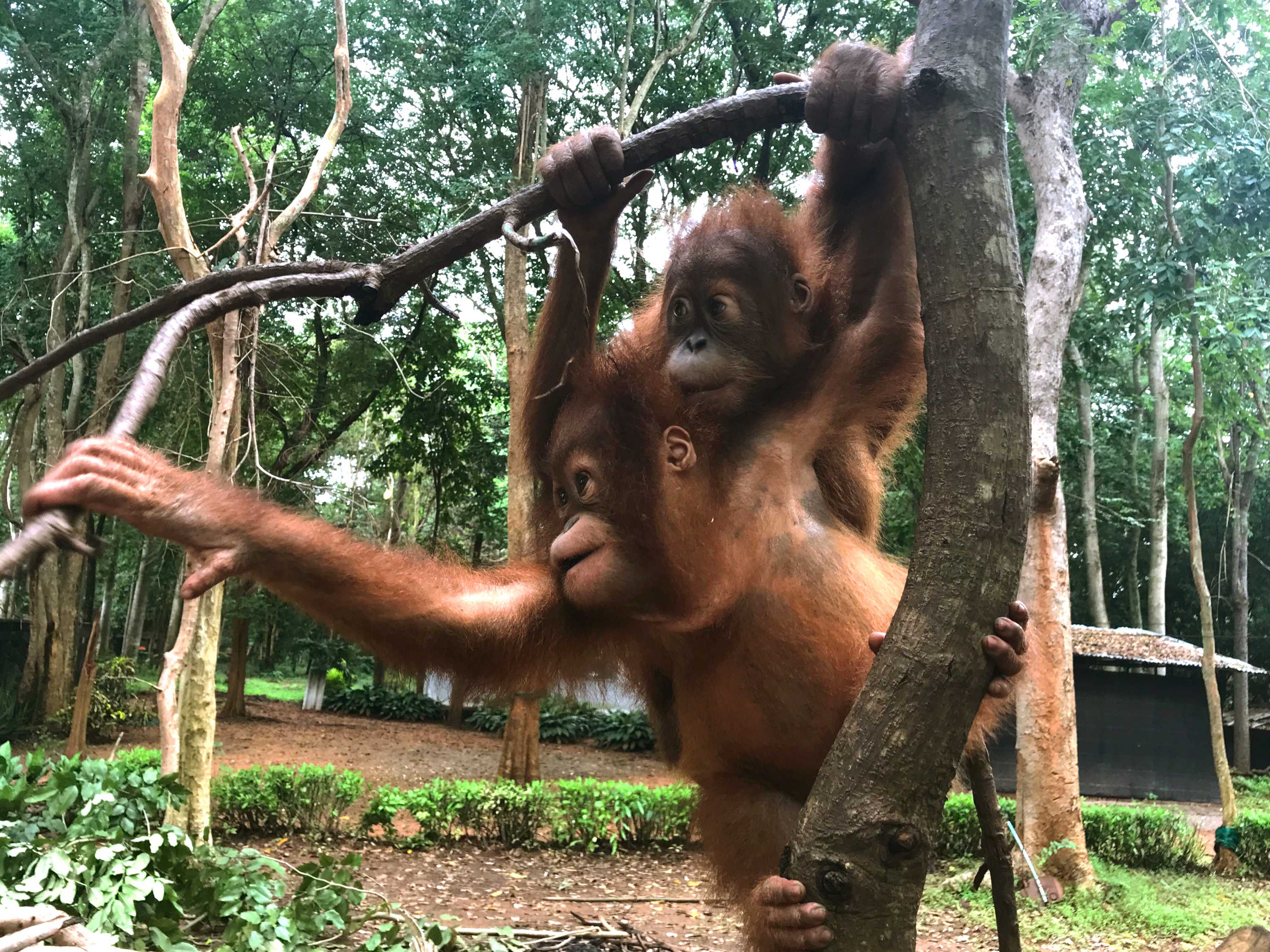 The baby trade torturing orangutans to extinction - ABC News