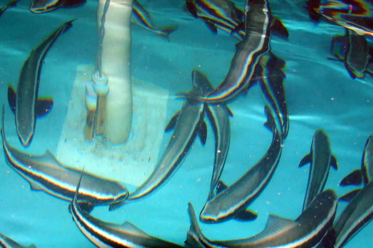 Can fish farms feed a hungry world? - ABC News