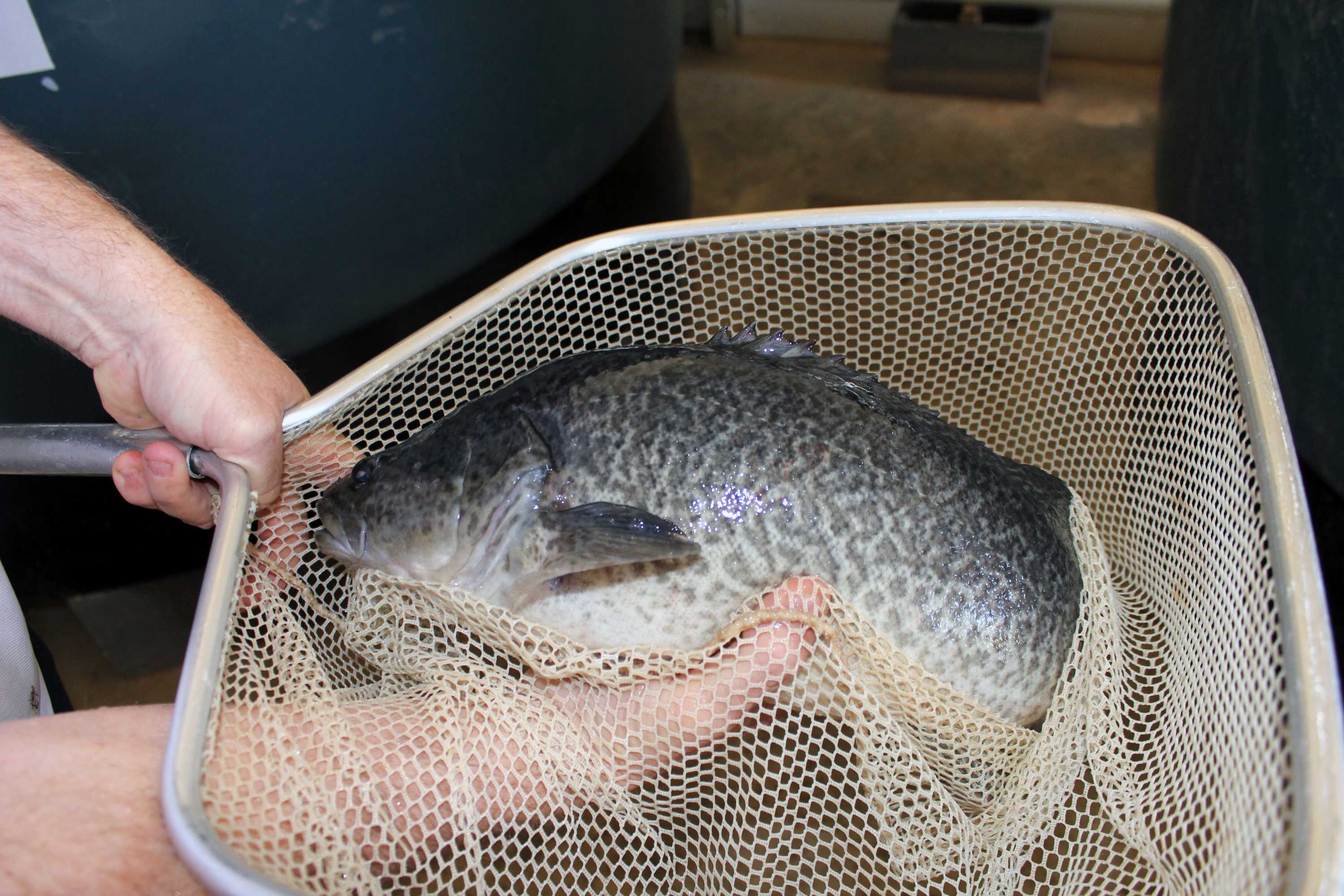 Jon Dee has Good News - ABC listen