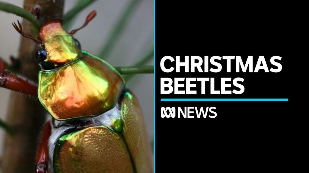 Growing concerns Christmas beetles are disappearing - ABC News