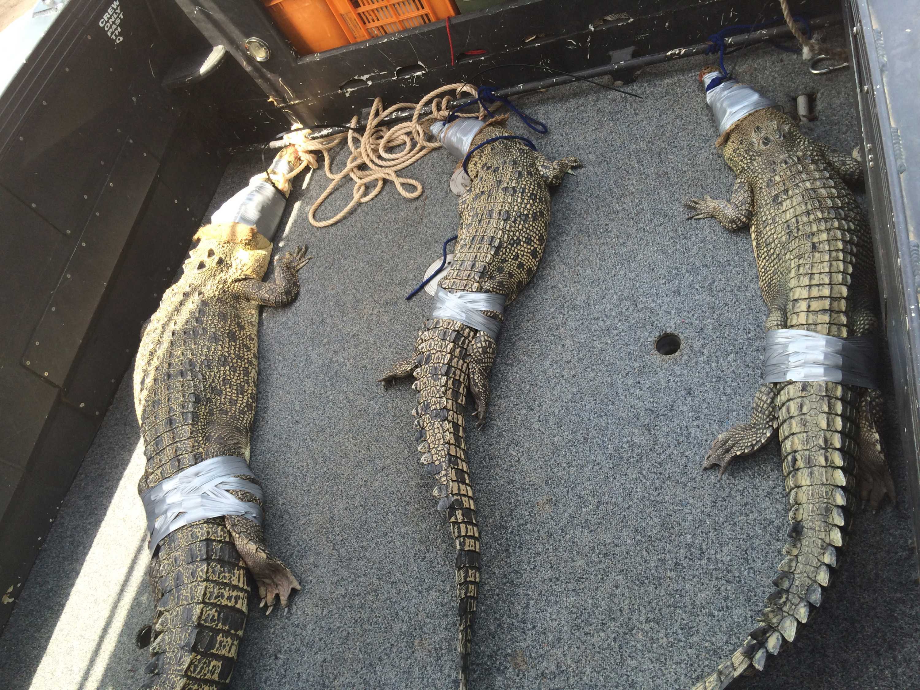 Darwin crocodile catchers pass 250-croc milestone, expect bumper year ...