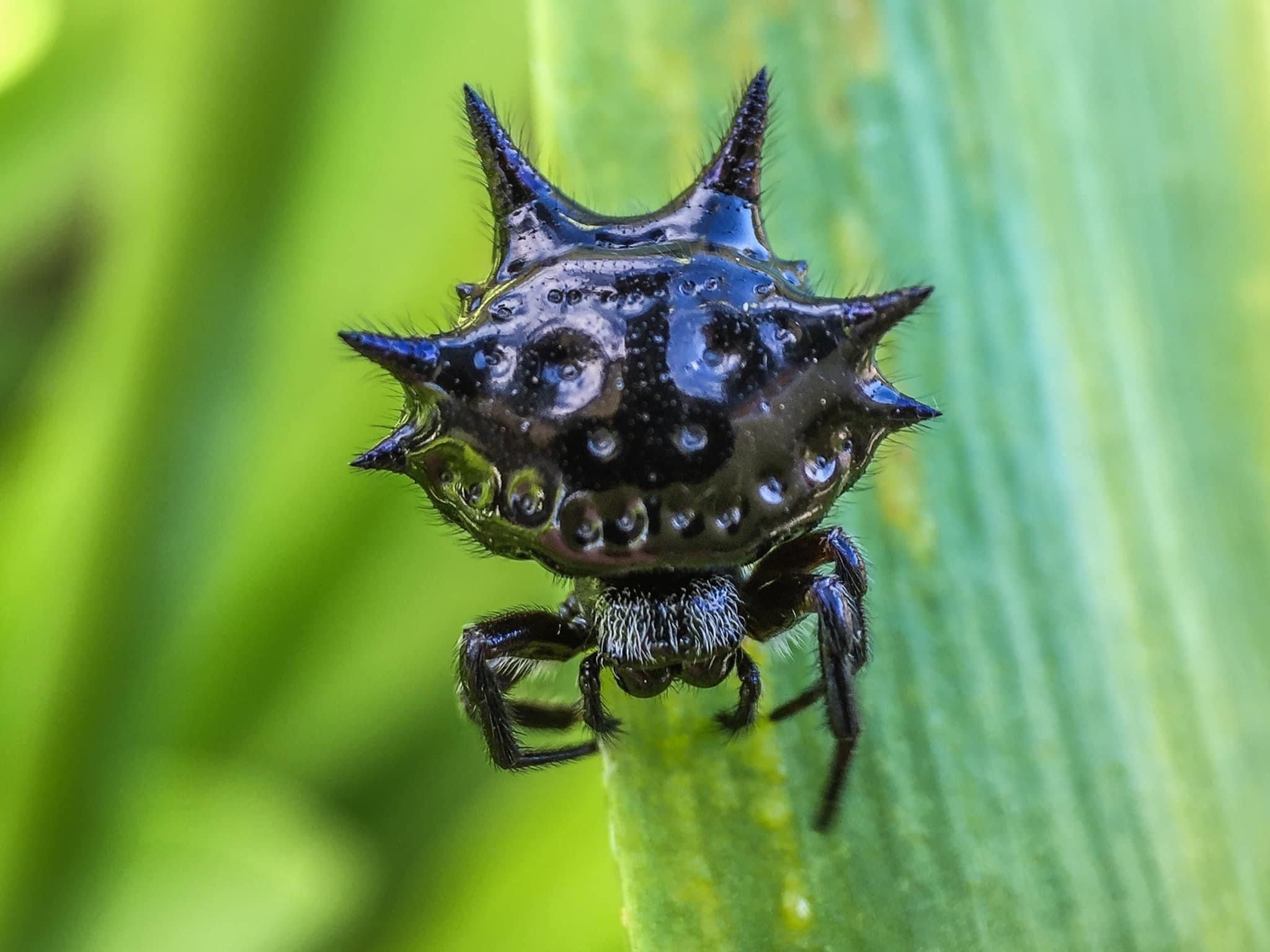 Christmas spiders on the hunt for mates as summer heats up in Western ...