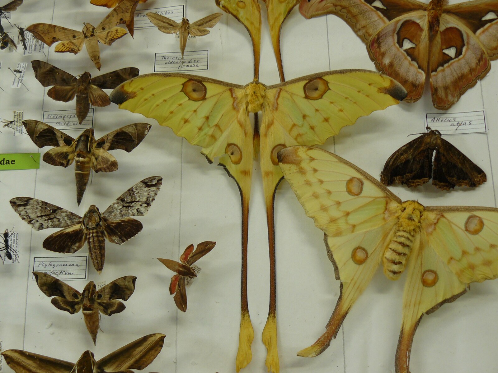Insect collection donated to Uni - ABC News