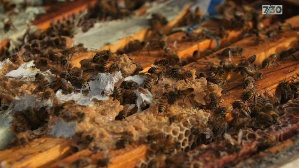 The race to save Australia’s bee industry - ABC News