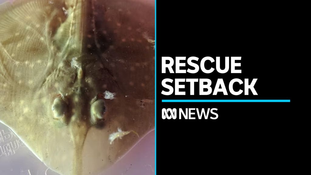 Set-back in efforts to save the endangered maugean skate - ABC News