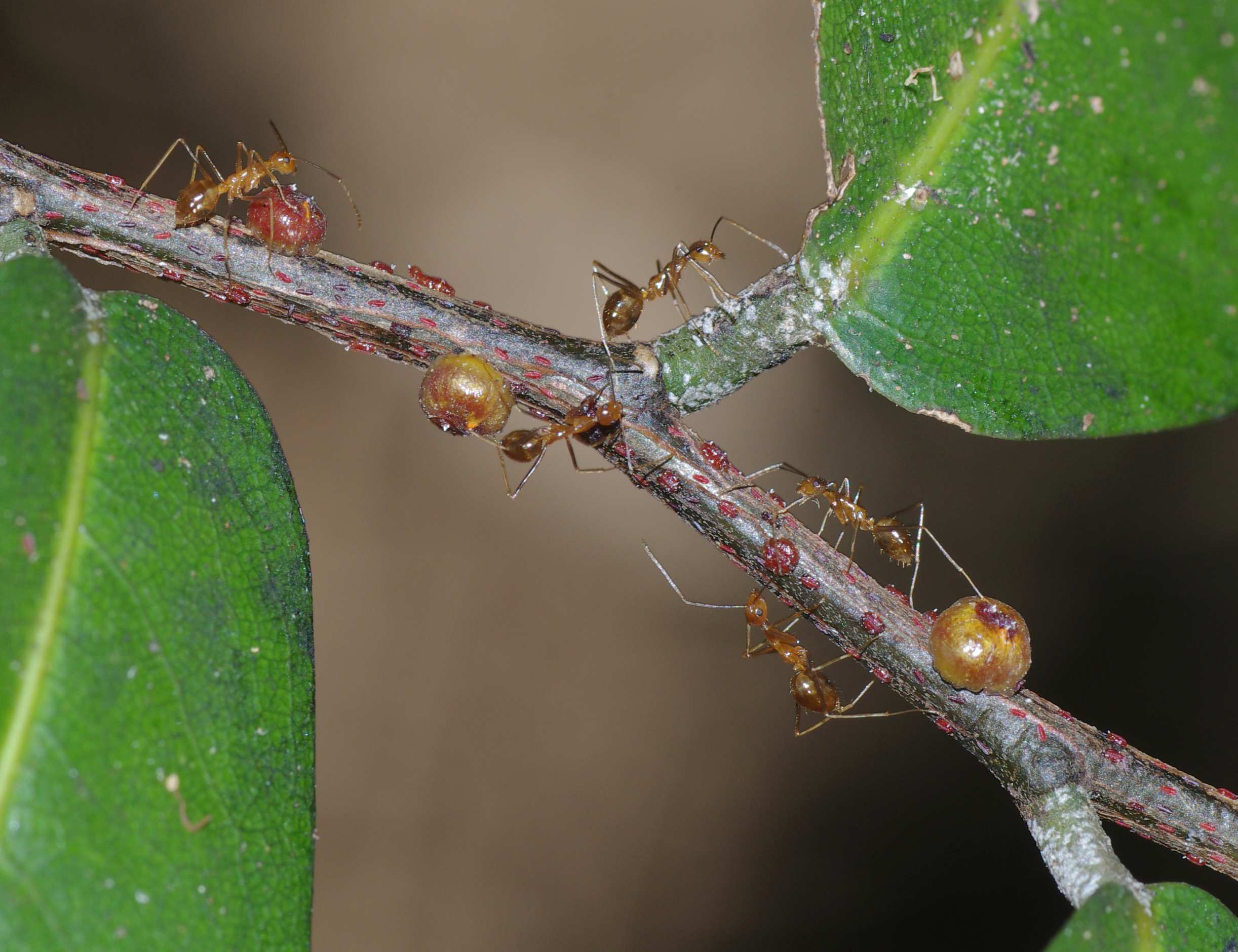 Exotic ants tip the balance on Christmas Island - ABC listen