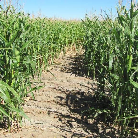 Child left in Utah Crazy Corn Maze, parents don't call police for 12 ...