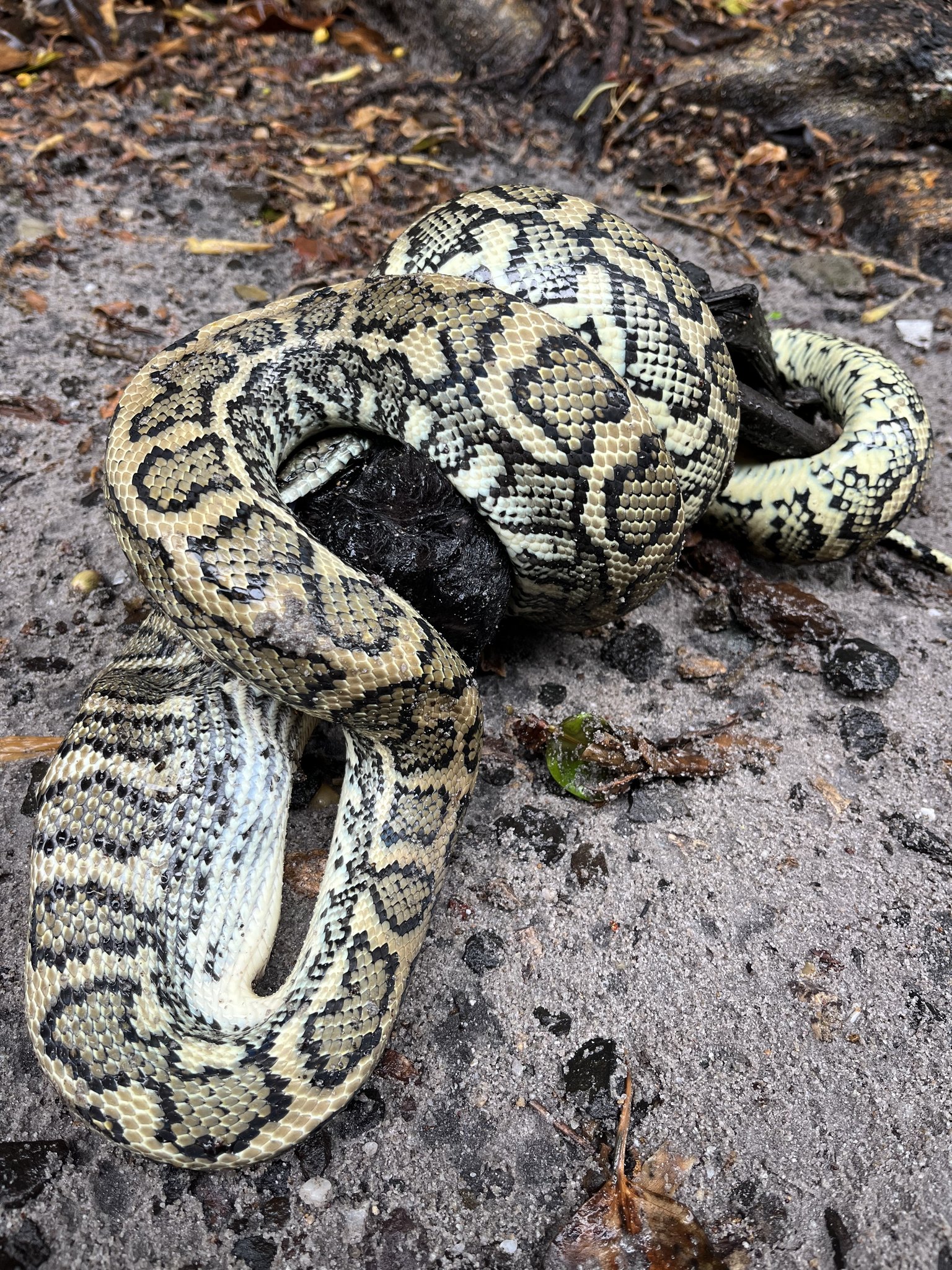 Displaced crocodiles and snakes on the move in Queensland as heavy rain ...