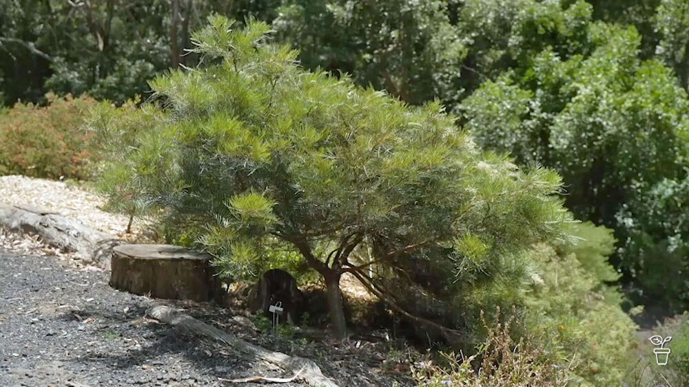 FAQs - Peach problems | Grafted natives | Planting potatoes - Gardening ...