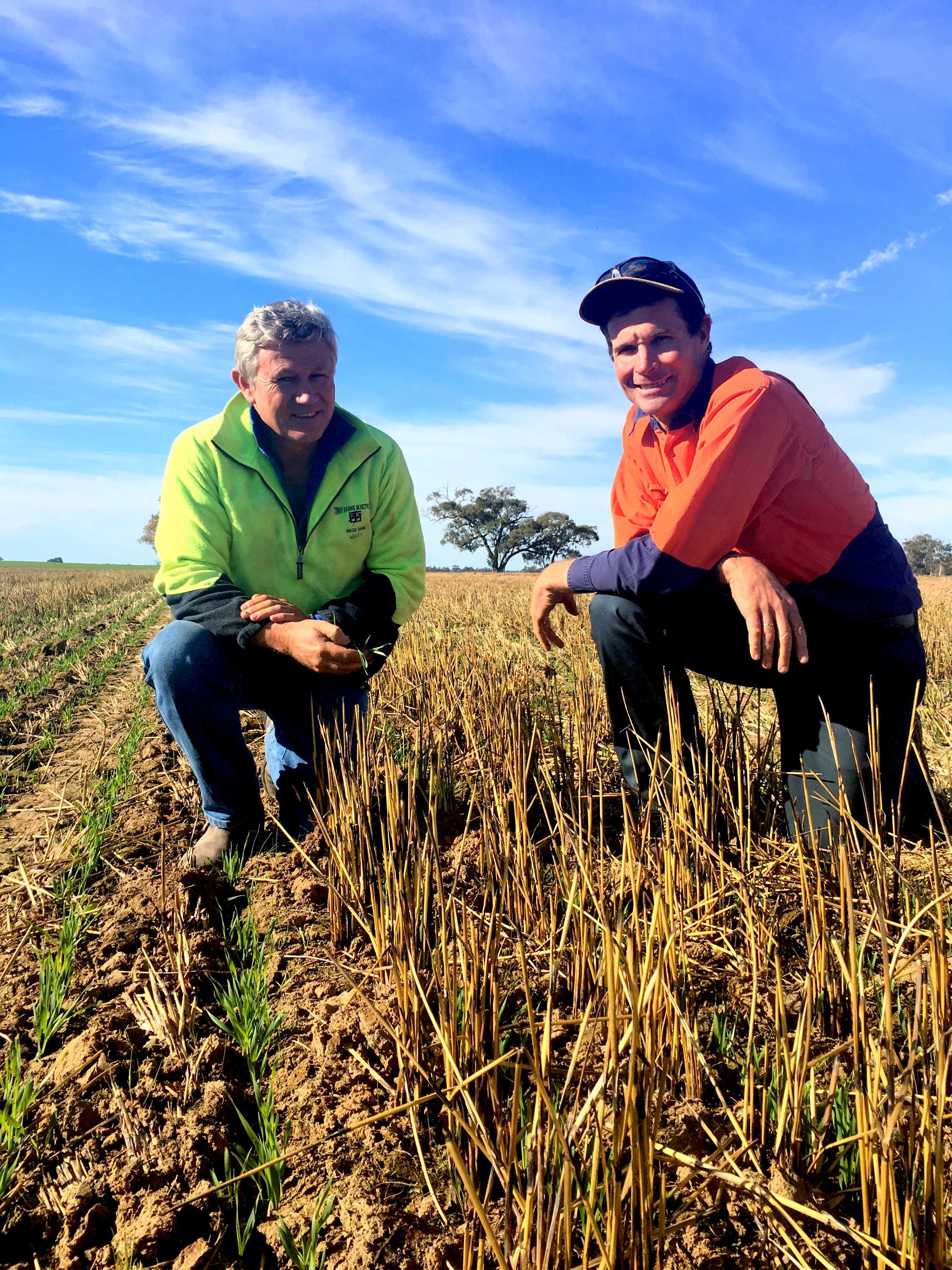 Rice growers say southern NSW rice production has halved but are ...