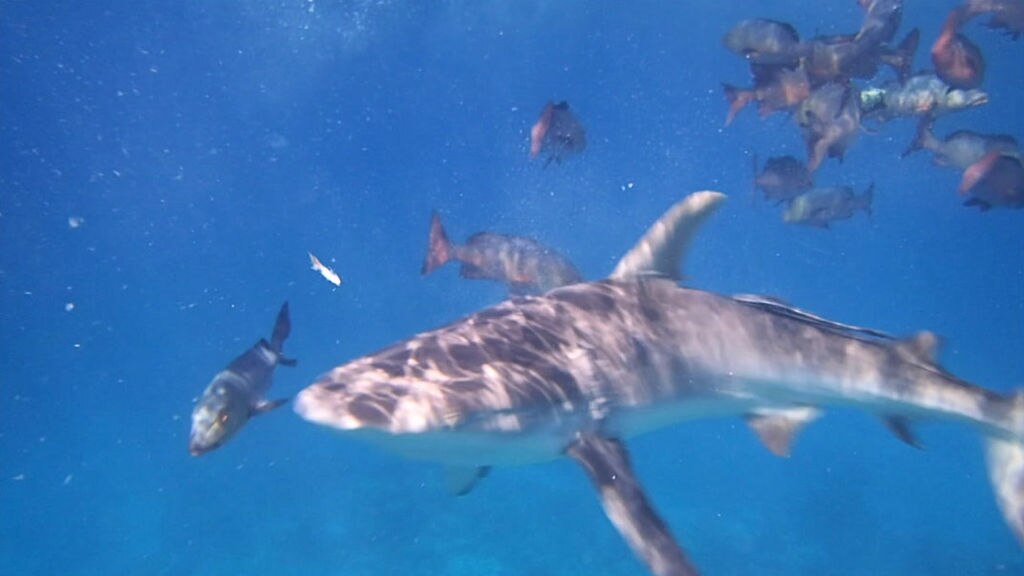 Mathew Vickers is bitten by a shark - ABC News