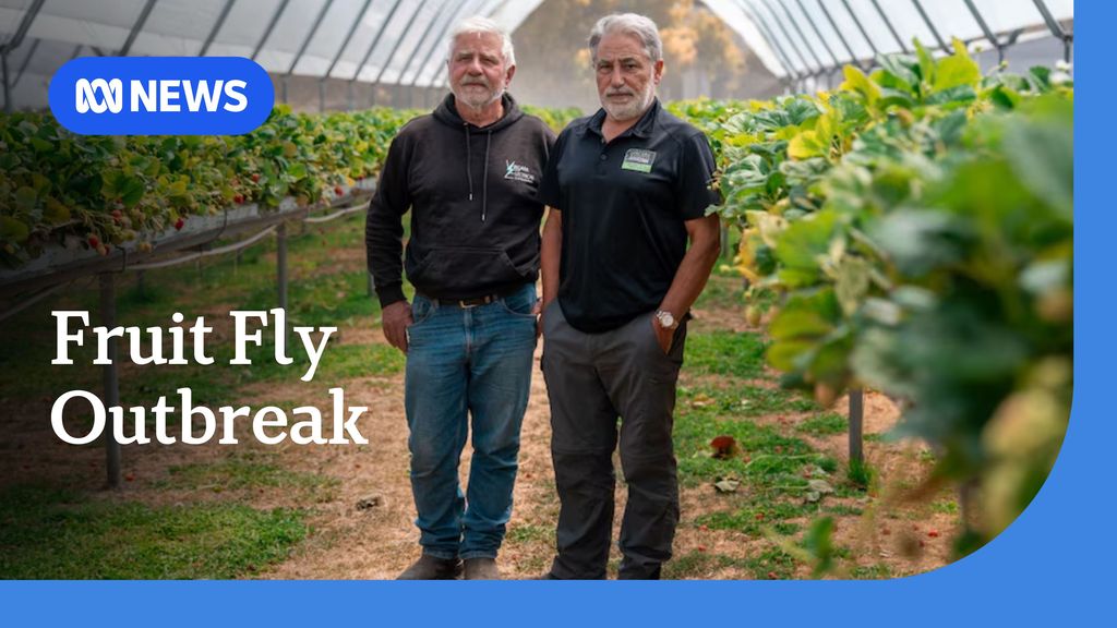 Fruit fly outbreak impacting Adelaide growers - ABC News