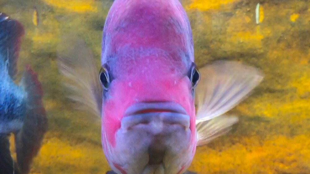 The Ekka has welcomed a record number of fish entries in this year's ...