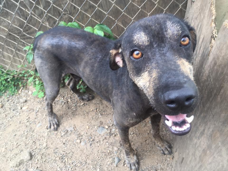 Fiji authorities to crack down on stray dog problem after attack - ABC ...
