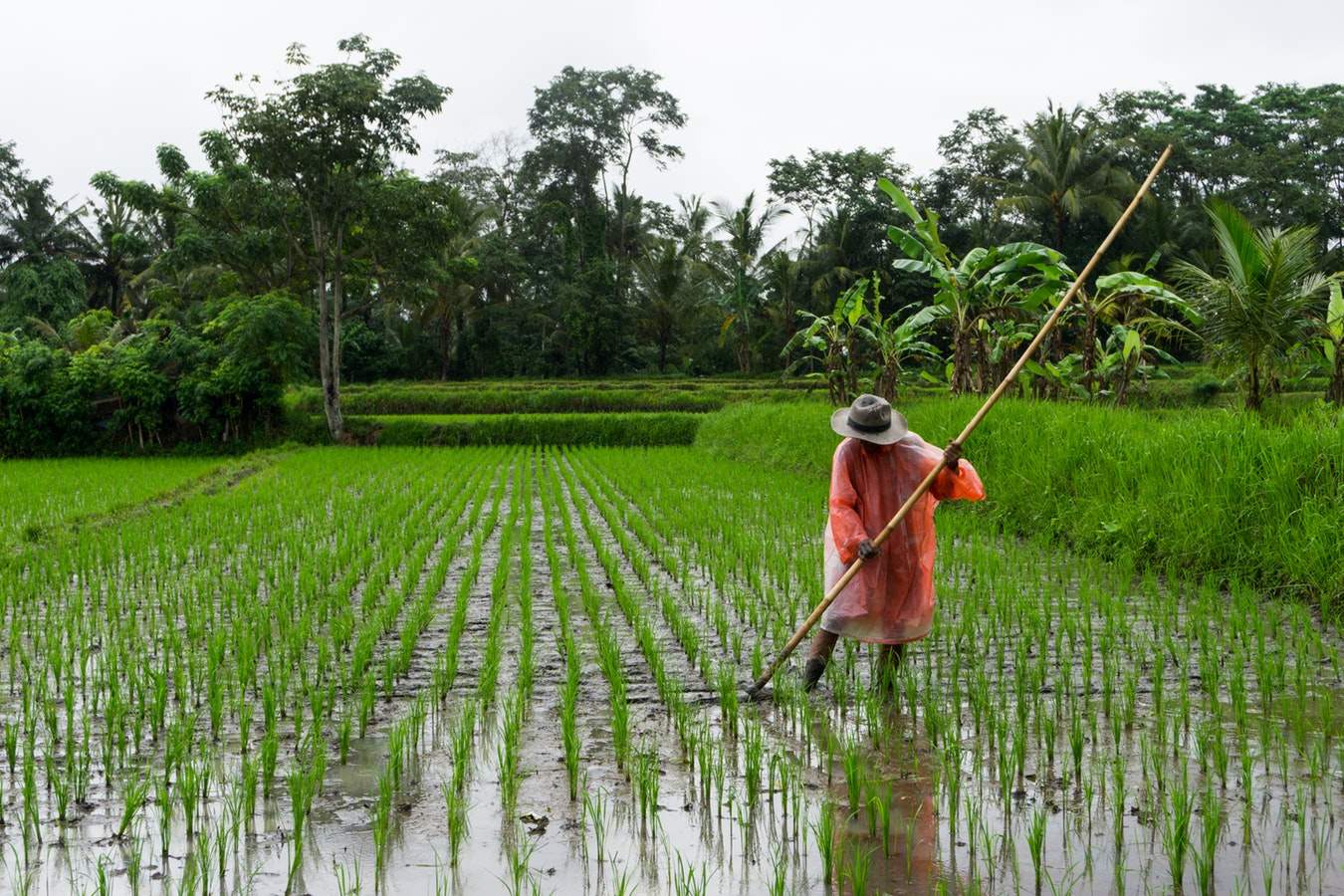 Ancient DNA shows first farmers in South-East Asia migrated from China ...