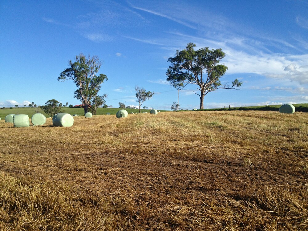 Liverpool Plains included in drought assistance - ABC News