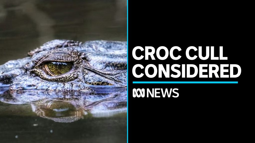 Culling on the cards as NT grapples with croc numbers - ABC News