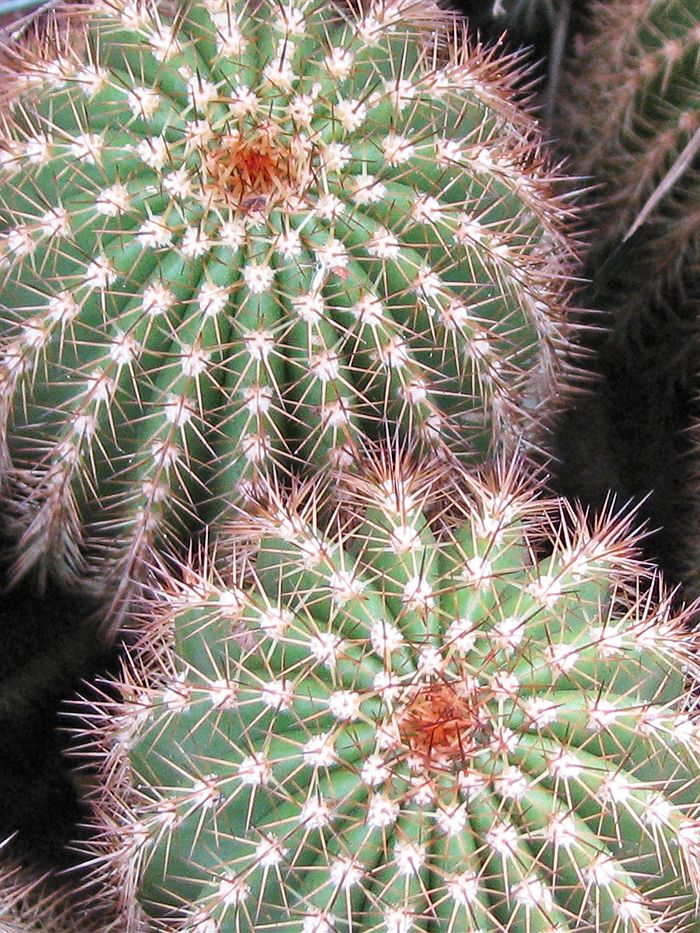 Insect helping to save Flinders Ranges from invasive cactus - ABC listen