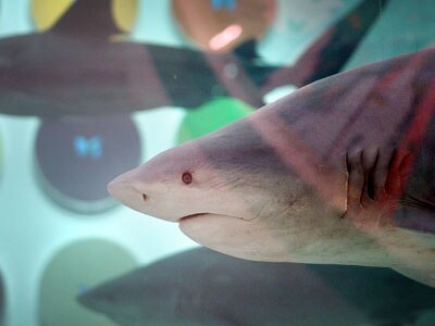 Hirst versus the art snobs - ABC News