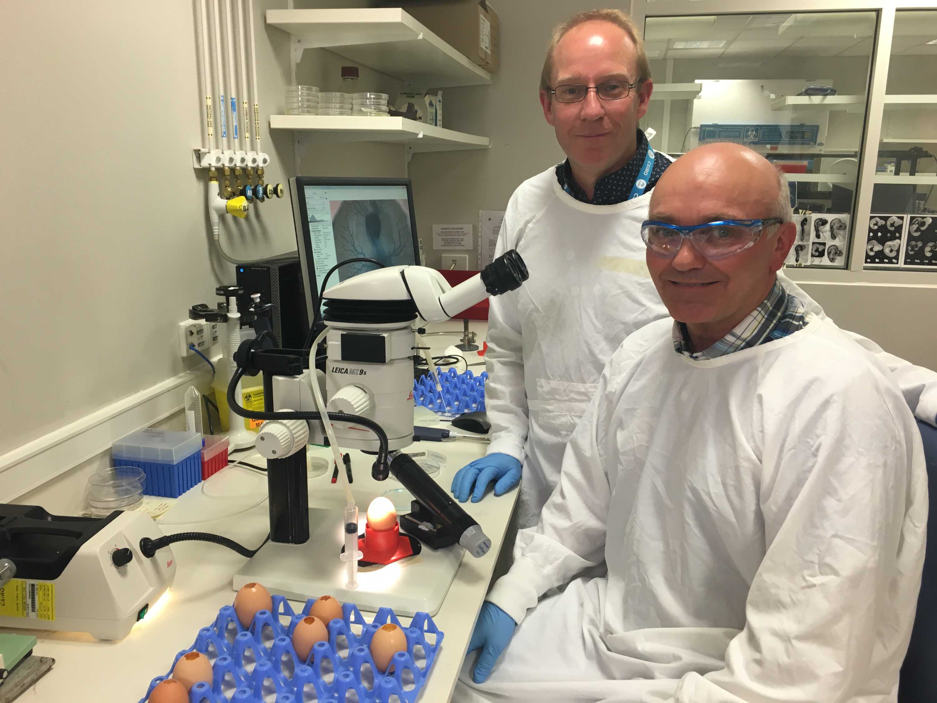 How gene editing is changing the meat in our diet, from fast-growing ...