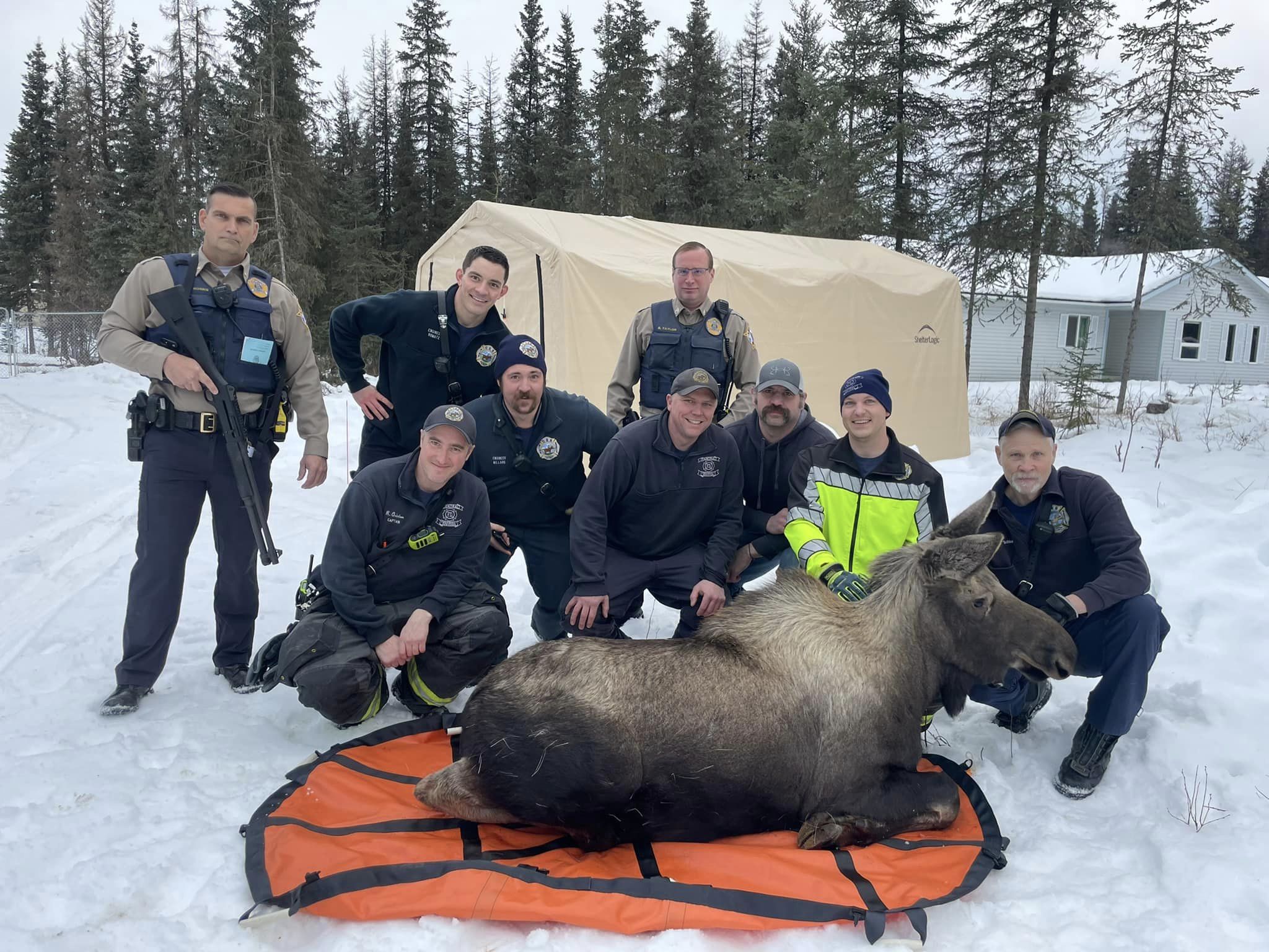 Moose rescued from Alaskan home's basement after falling through window ...