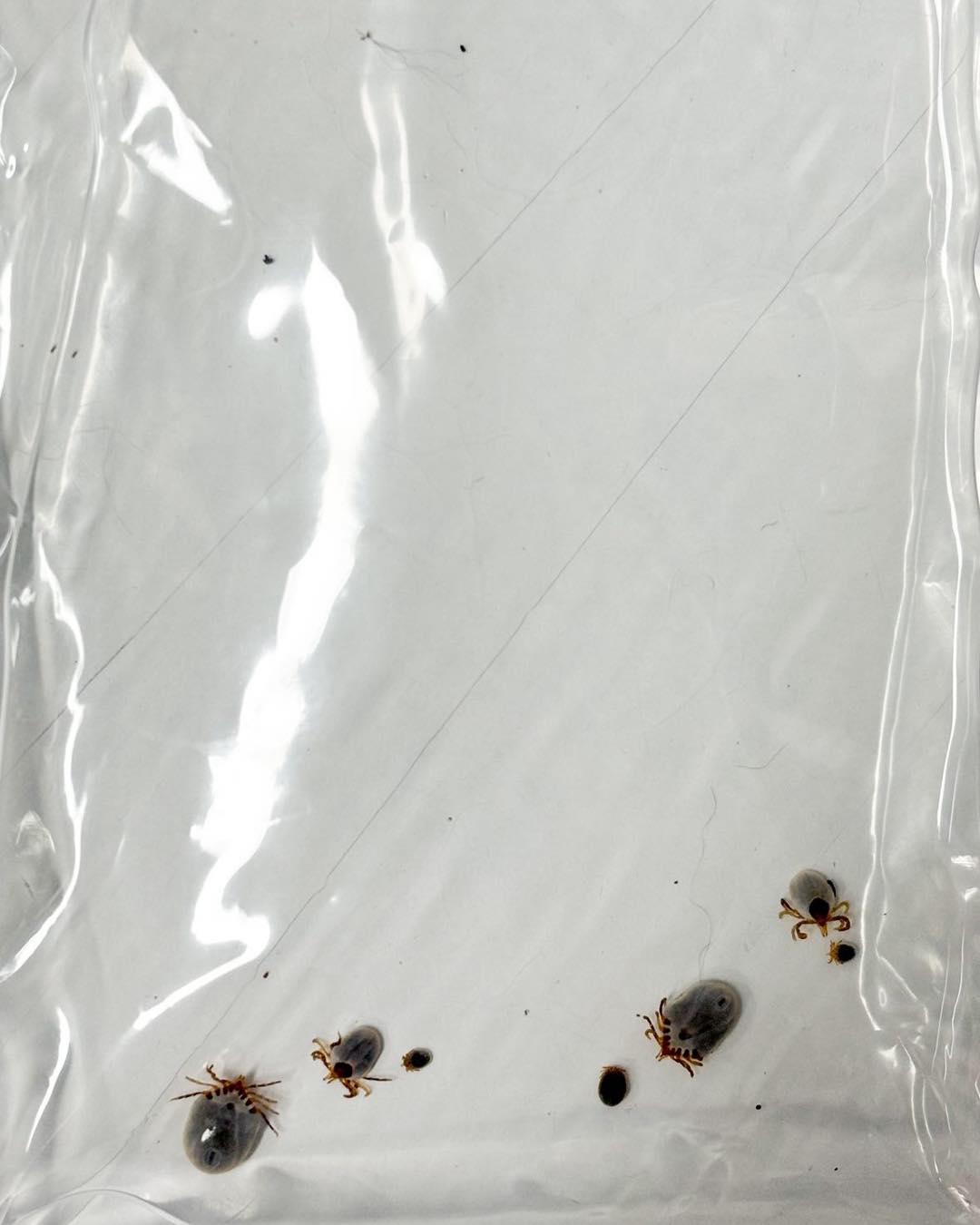 Vets warn Sydney pet owners that tick season could be one of the 'worst ...