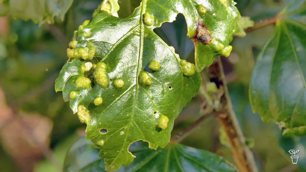 Hibiscus Plant Diseases Black Spots On Hibiscus Buds And Leaves