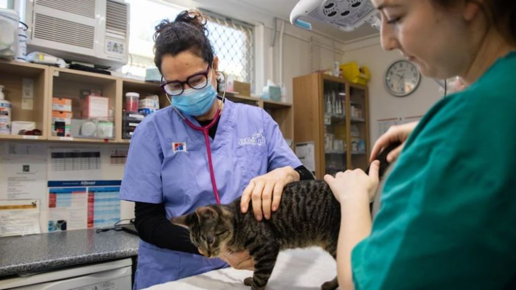 Cat Haven is struggling to keep up with demand for pet owner assistance ...