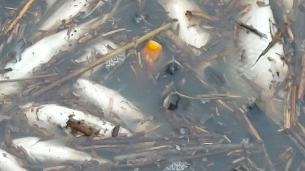 Thousands of carp fingerlings captured in irrigation channels along ...