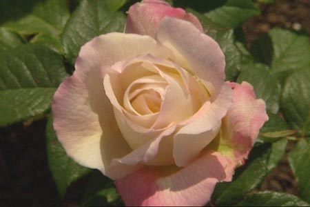 Rose named after Princess Mary - ABC News