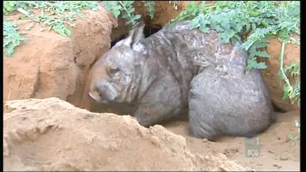 Farmers accused of wombat slaughter - ABC News