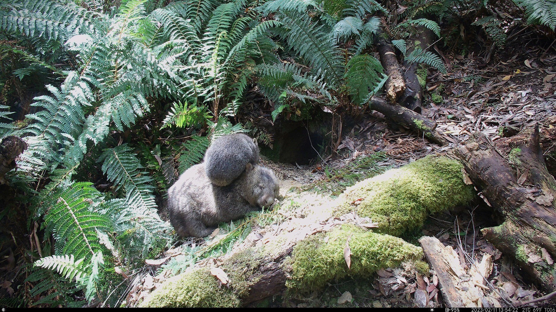 Camera-trap photo competition helps Tasmanians get to know their ...