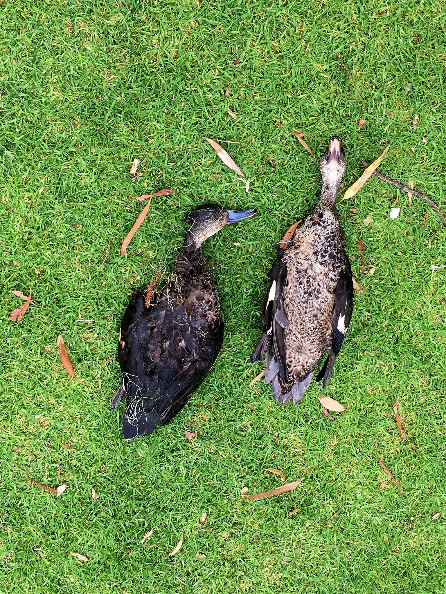 Why are these ducks dying? - ABC News