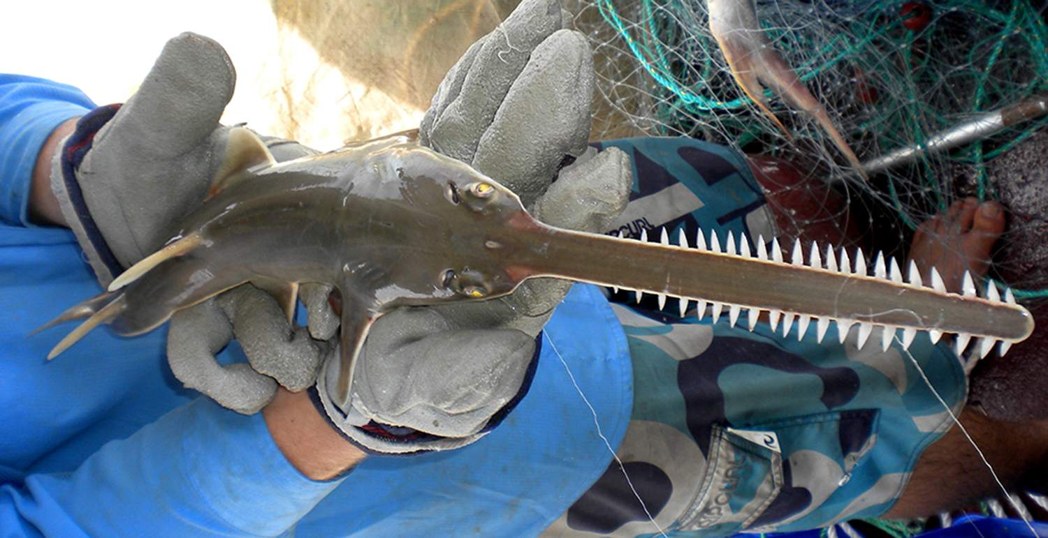 Saving sawfish: Prawn industry and Charles Darwin Uni team up to ...