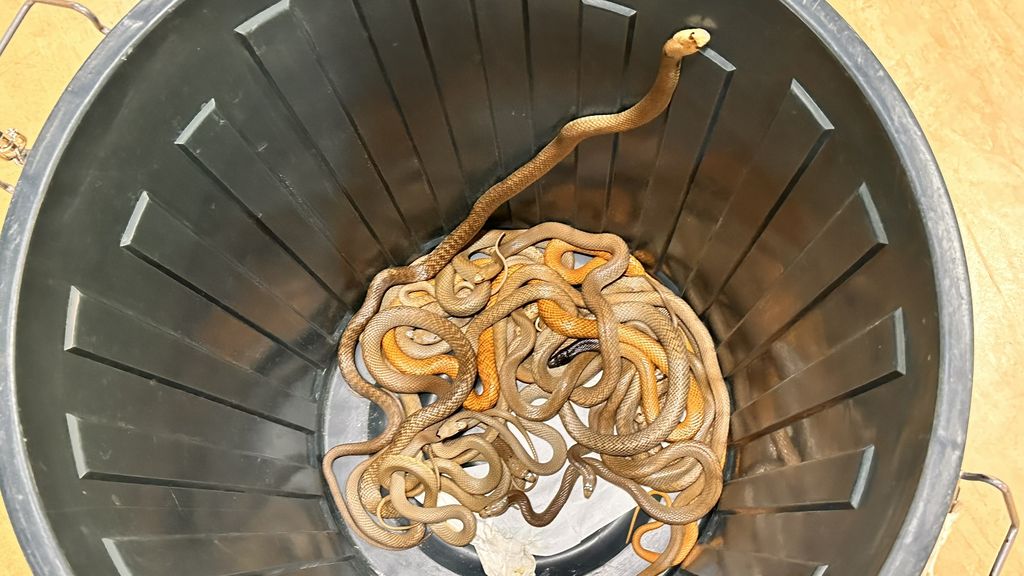 Snakes waking up as the temperatures cool down in the Red Centre. - ABC ...