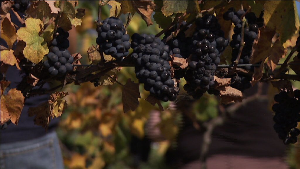 Cosmic Pinot - ABC News