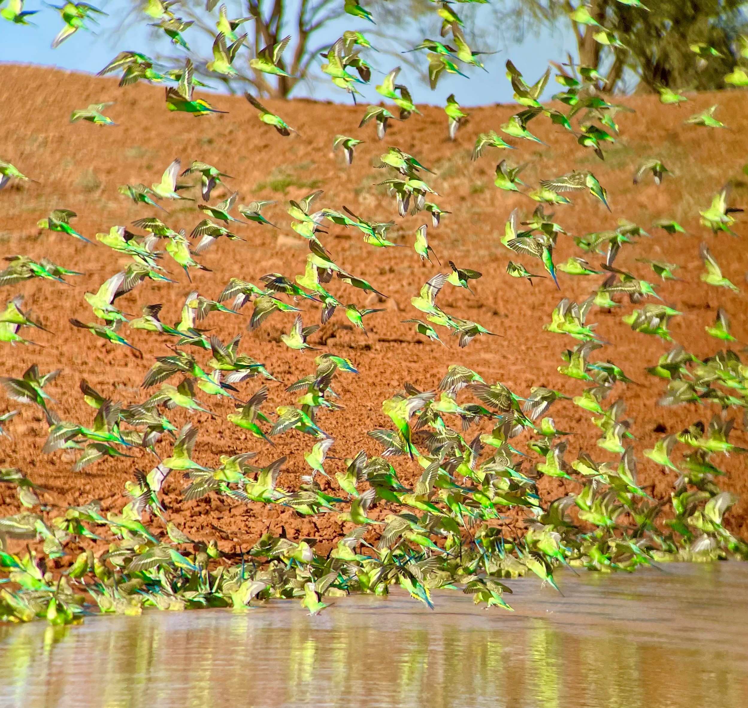 Thousands of bush budgerigars gather for a drink in central Australia ...
