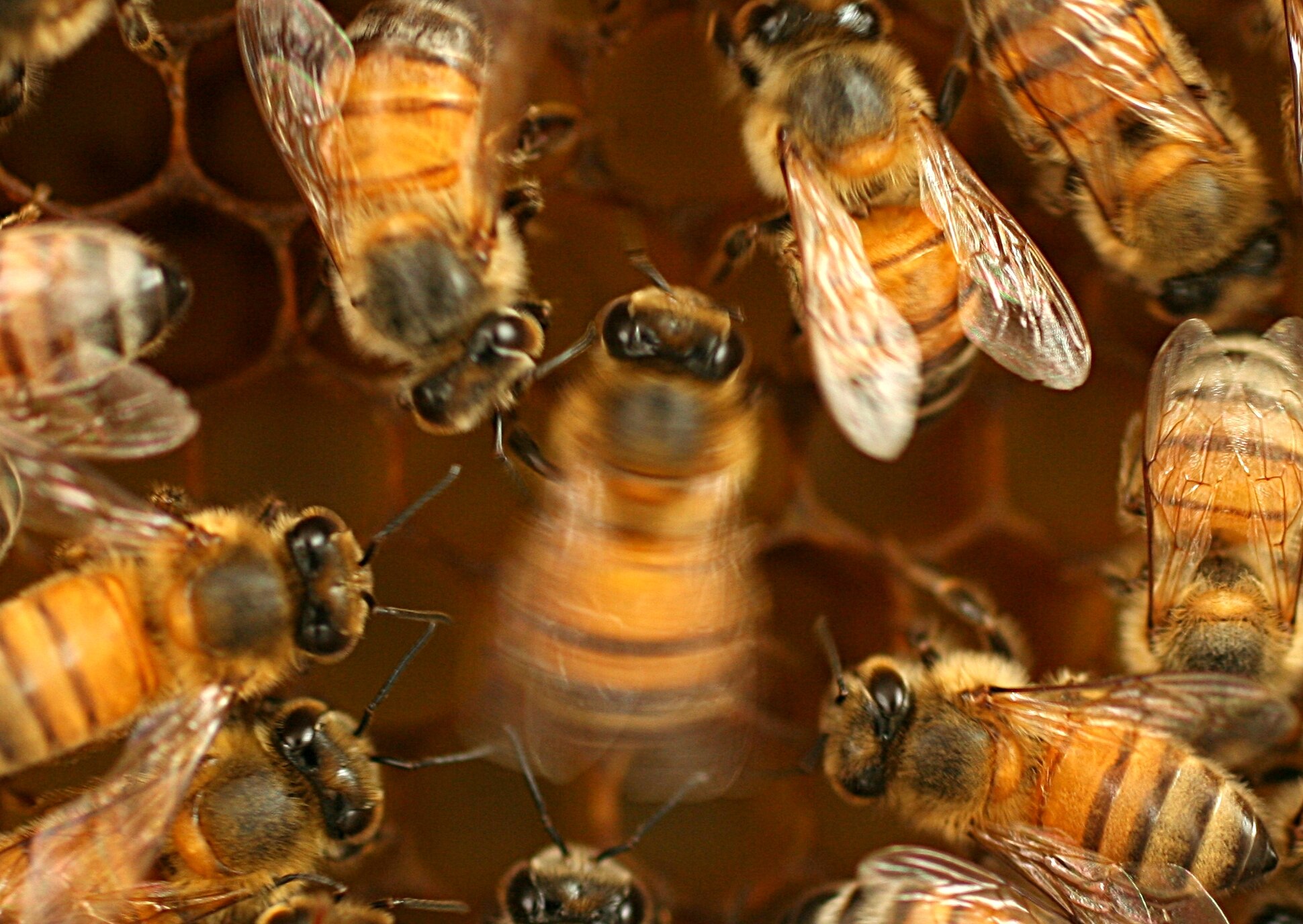 Bees communicate intricate information and teach the next generation ...