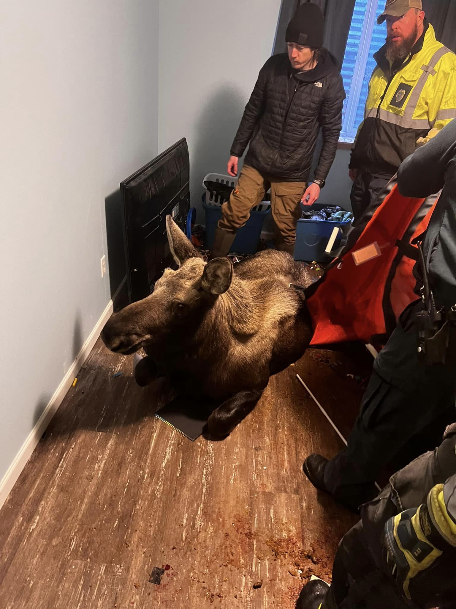 Moose rescued from Alaskan home's basement after falling through window ...