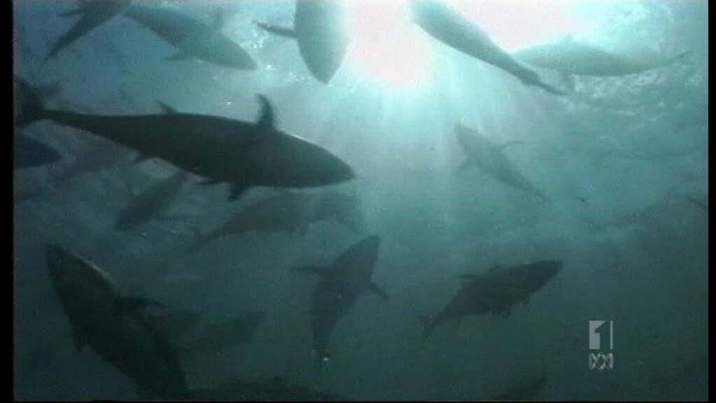 Tuna breeding efforts put on hold - ABC News