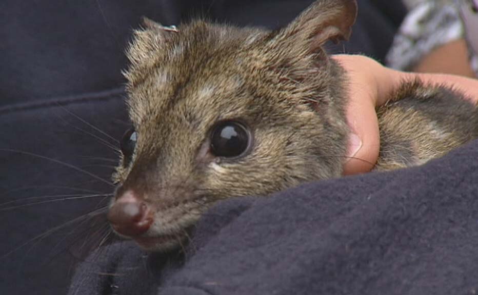 WA to send chuditch interstate in attempt to reduce chance of marsupial ...