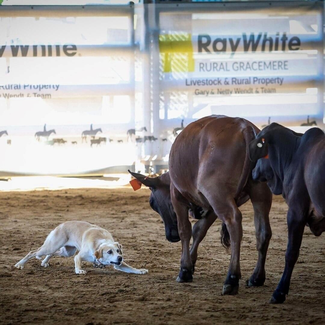 Working dog trials and sales in Australia gaining popularity and ...