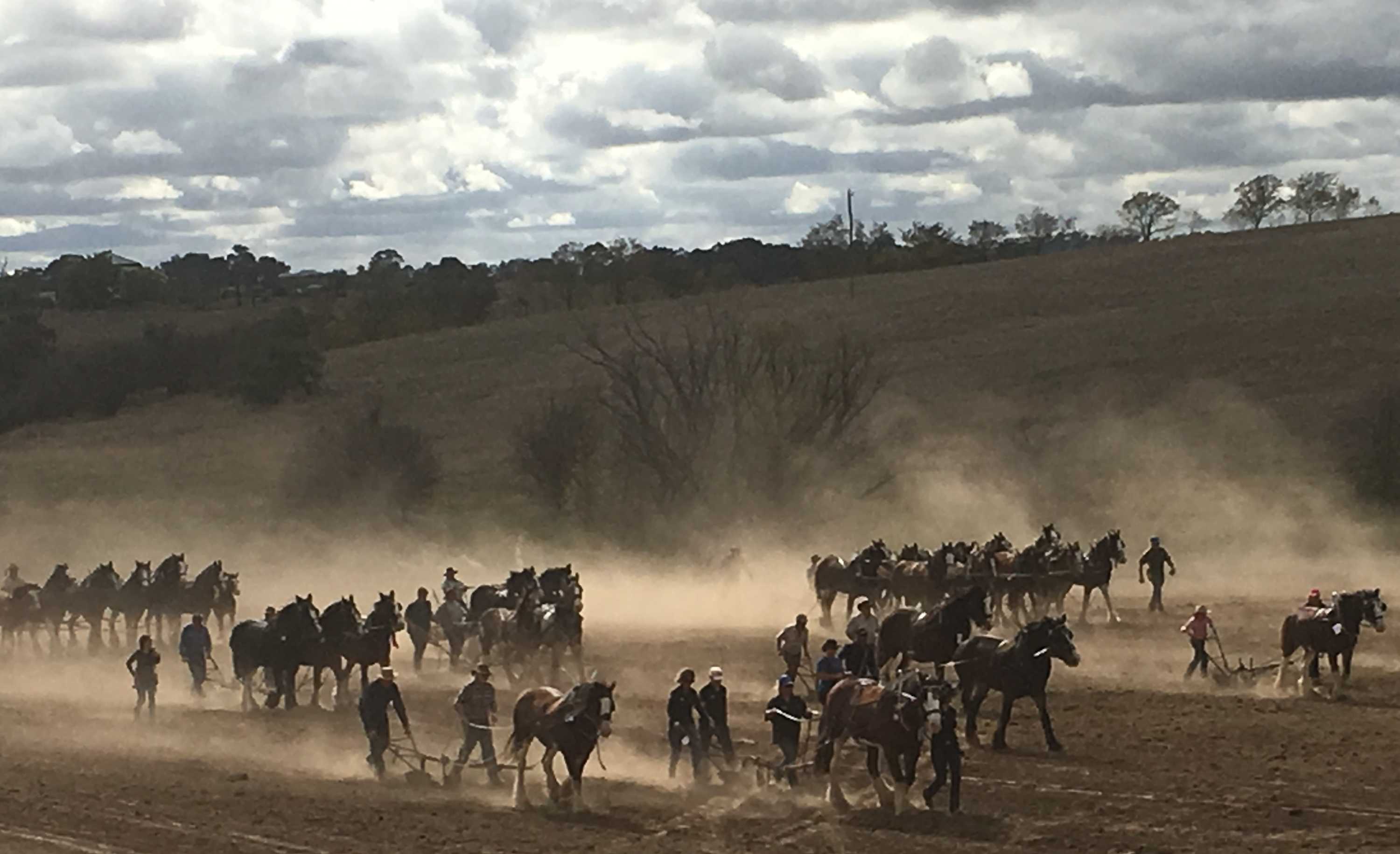Work horses make heavy work of world record mark in southern New South ...