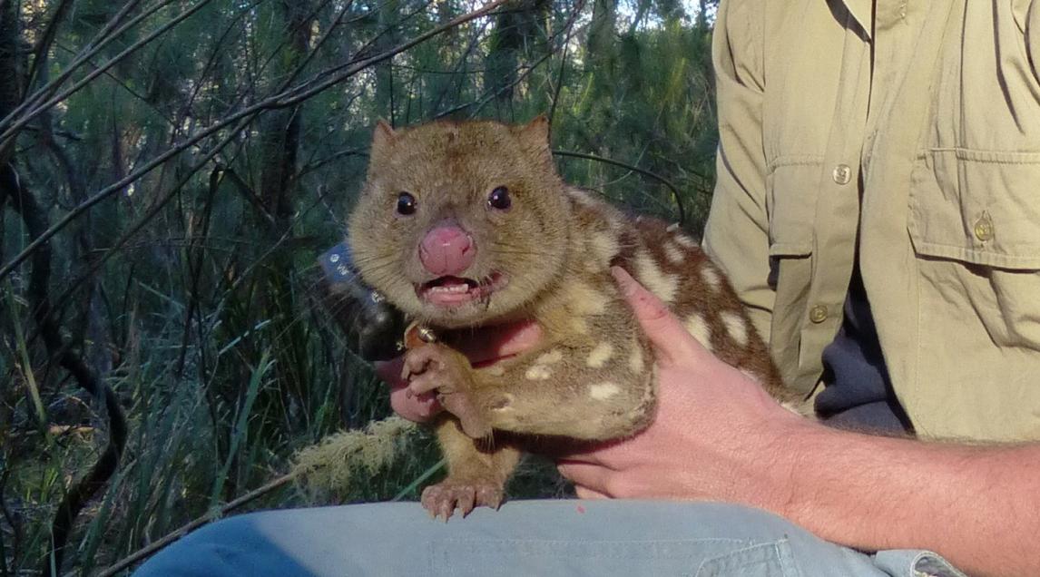 Wild dog baiting pays off for quolls - ABC News