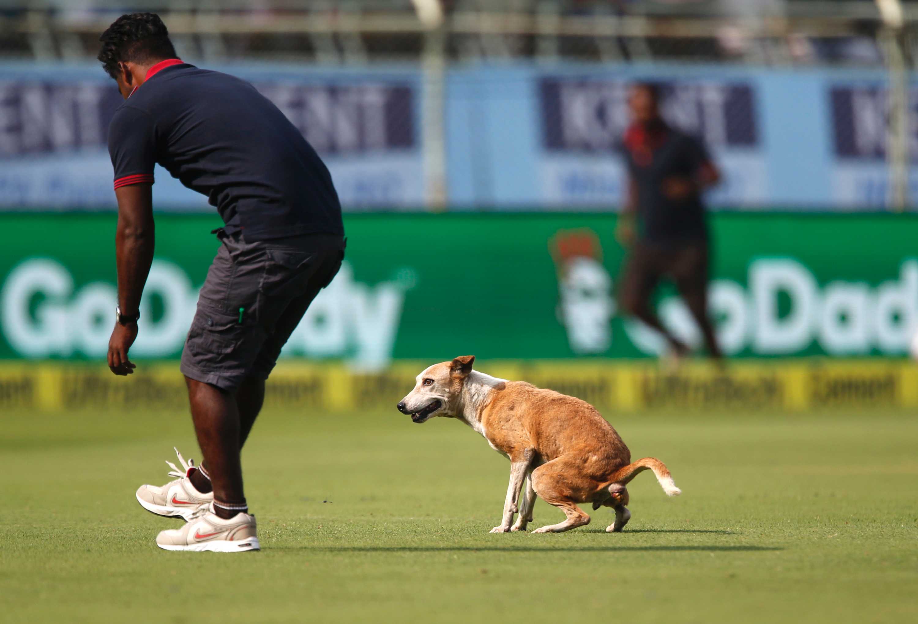 Dog invades pitch in comical interruption to India-England Test - ABC News